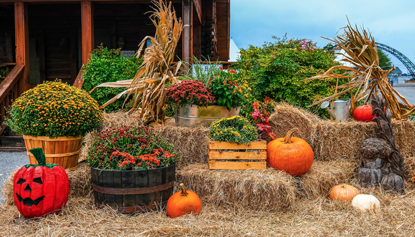 Fall, Autumn, Fun, Outdoor fun